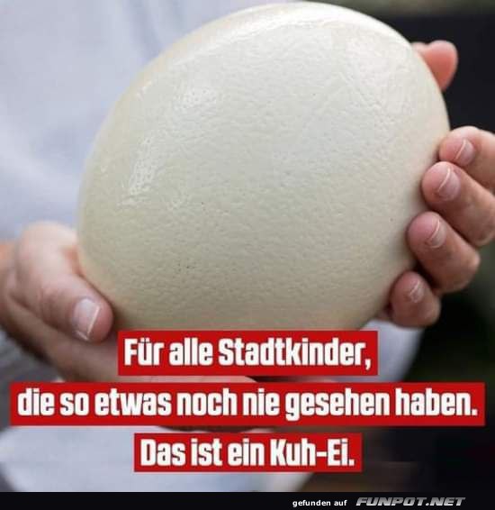 witziges Bild 'Witziges Kuh-Ei Meme' - FUNPOT