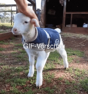 Baby-Zwergziegen Gif